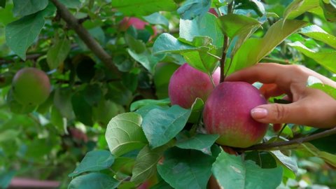 Throwing apple Stock Video Footage - 4K and HD Video Clips | Shutterstock