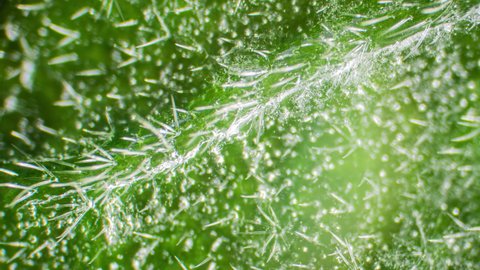 Ice under microscope Stock Video Footage - 4K and HD Video Clips ...