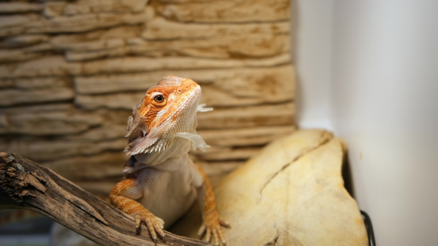 baby bearded agama dragon shedding skin Stock Footage Video (100% ...