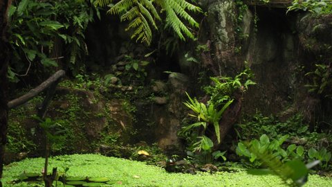 Video Jungle Cliff On High Mountain Stock Footage Video (100% Royalty ...