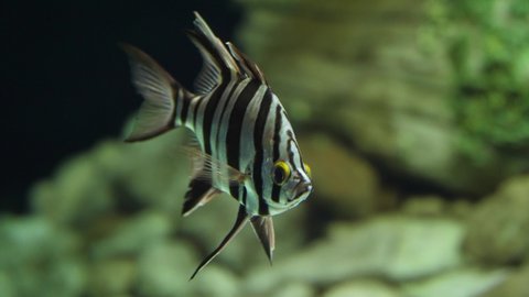 Old Wife Fish Enoplosus Armatus Biology Stock Footage Video (100% ...