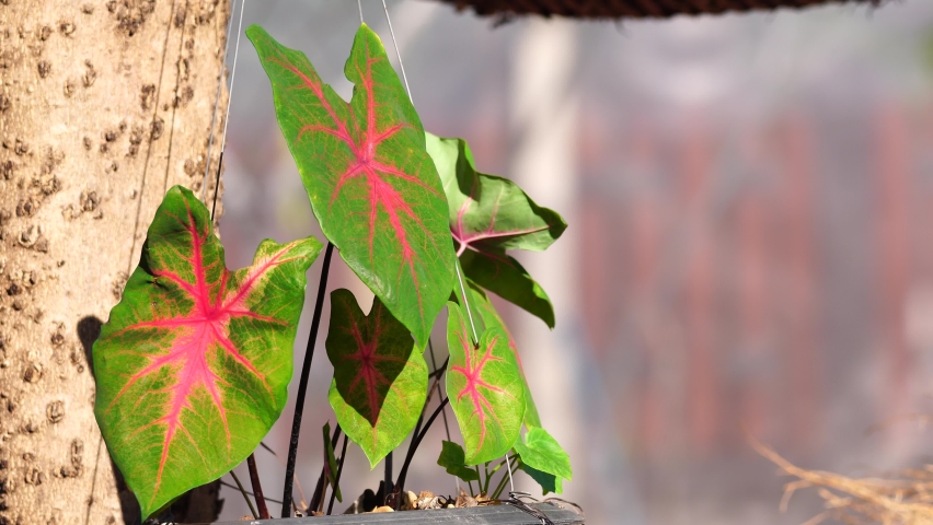 Caladium Wallpaper Stock Video Footage - 4K and HD Video Clips ...