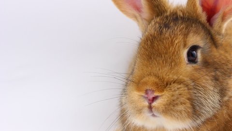 Small Fluffy Brown Rabbit Large Mustache Stock Footage Video (100% ...