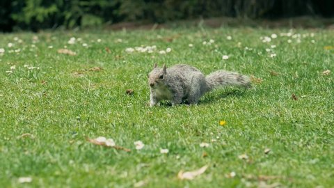 Squirrel Walking Over Grass 180 Fps Stock Footage Video (100% Royalty ...