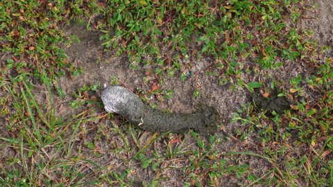 Bird poop Stock Video Footage - 4K and HD Video Clips | Shutterstock