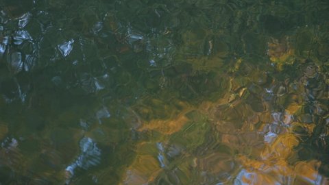 Distorted Reflection Trees On Calm Lake Stock Footage Video (100% ...