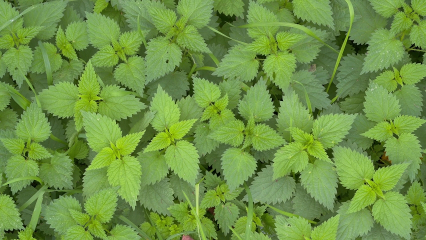 Nettle Top View Stock Video Footage - 4K and HD Video Clips | Shutterstock