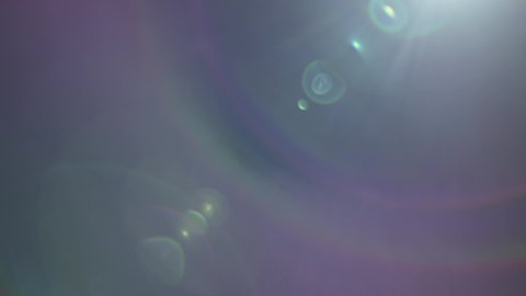 White Leghorn Chickens Ducks Geese Turkeys Stock Footage Video (100% ...