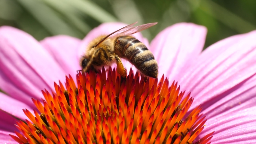 bearded fireworm hermodice carunculata eating front Stock Footage Video ...