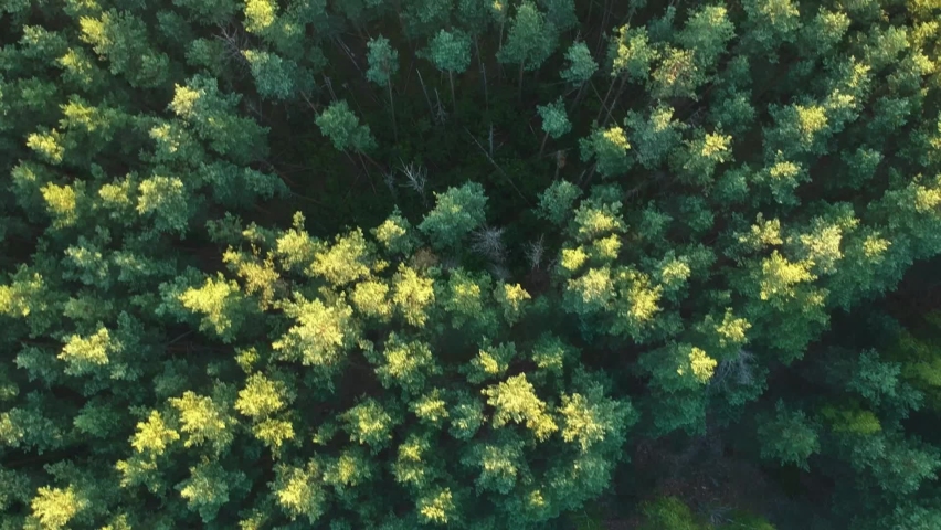 High Resolution Tree Plans Stock Video Footage - 4K and HD Video Clips ...