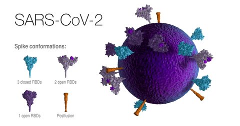 Seamless Loop 3d Model Authentic Sarscov2 Stock Footage Video (100% ...