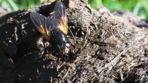 Fly Many Flies Eating Fall Fecal Stock Footage Video (100% Royalty-free ...