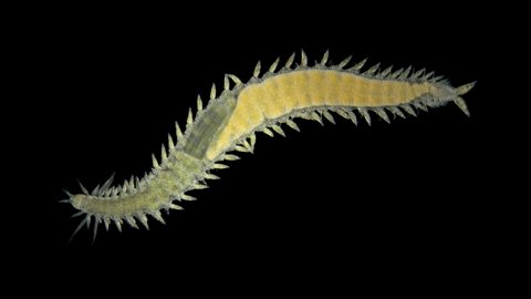 Worm Polychaeta Eulalia Viridis Under Microscope Stock Footage Video ...