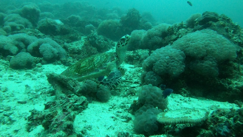 coral reefs palau riddled submerged sink Stock Footage Video (100% ...