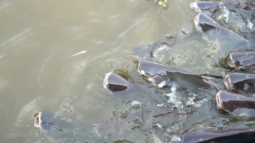Pangasius Farm Stock Video Footage - 4K and HD Video Clips | Shutterstock
