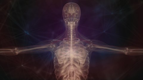 Human Anatomy Xray Scanning Human Skeleton Stock Footage Video (100% ...