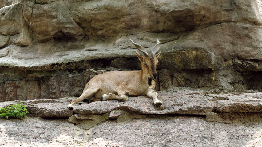 A Screw-horned Goat Lying at Stock Footage Video (100% Royalty-free ...