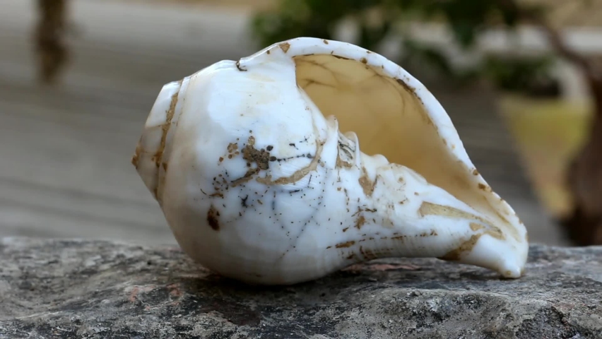 Shankh Stock Video Footage - 4K and HD Video Clips | Shutterstock