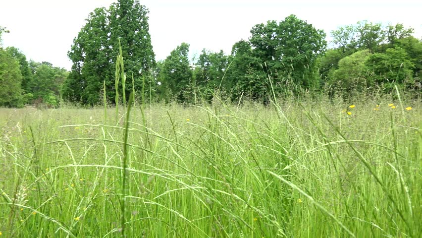 park - meadow tall grass forest Stock Footage Video (100% Royalty-free ...