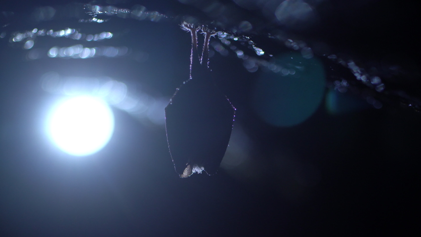 Ear wing Stock Video Footage - 4K and HD Video Clips | Shutterstock