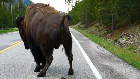 Bison Having Watery Poop On Road Stock Footage Video (100% Royalty-free ...
