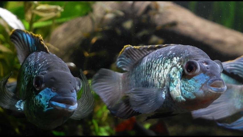 adult electric blue acara male female Stock Footage Video (100% Royalty ...