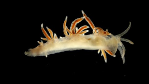 Sea Slug Dendronotus Sp Under Microscope Stock Footage Video (100% ...