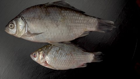 Popular Rohu Rohit Fish Indian Subcontinent Stock Photo 173021549 ...