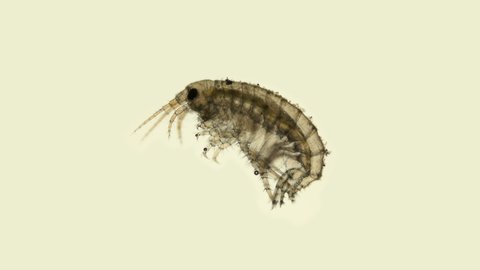 Crustacean Gammarus Under Microscope Order Amphipoda Stock Footage ...