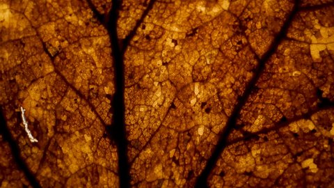 Las células de hoja naranja de: video de stock (totalmente libre de ...