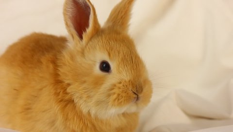 Little Ginger Fluffy Rabbit On Soft Stock Footage Video (100% Royalty ...