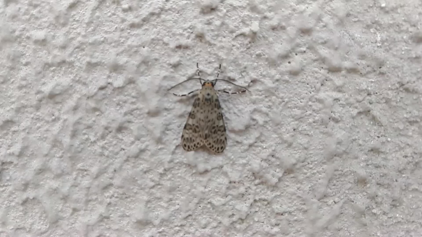 Moth on wall image - Free stock photo - Public Domain photo - CC0 Images
