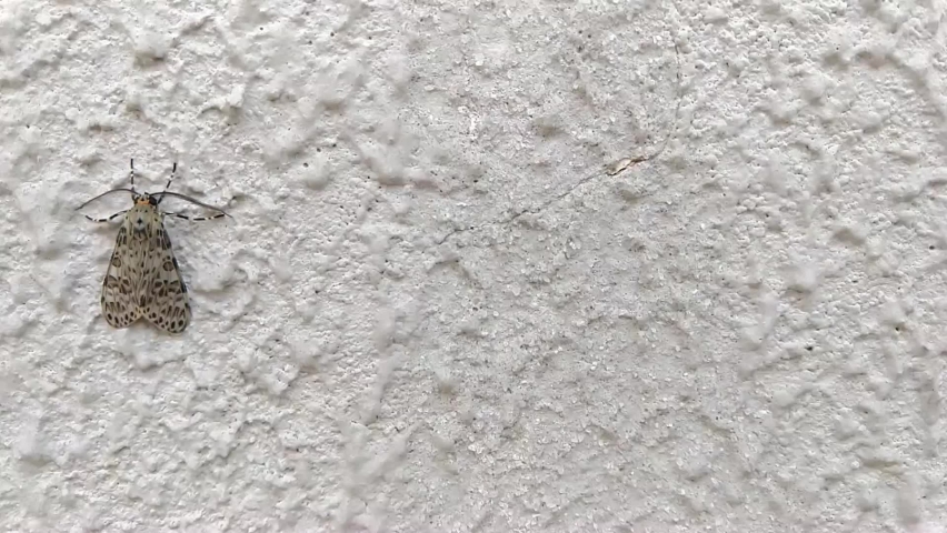 Moth on wall image - Free stock photo - Public Domain photo - CC0 Images