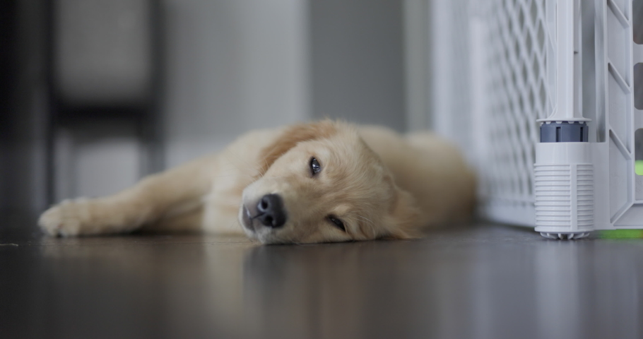 Dog Laying On Side Stock Video Footage - 4K and HD Video Clips ...