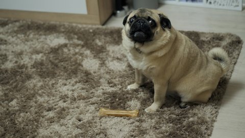 Puppy Kangal Dog Digging Soil Ground Stock Footage Video (100% Royalty ...