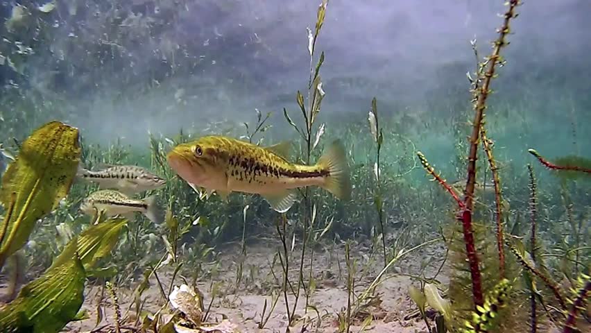 fish swimming crystal clear freshwater river Stock Footage Video (100% ...