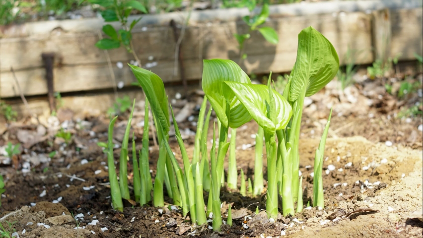 Hosta Plants Stock Video Footage - 4K and HD Video Clips | Shutterstock
