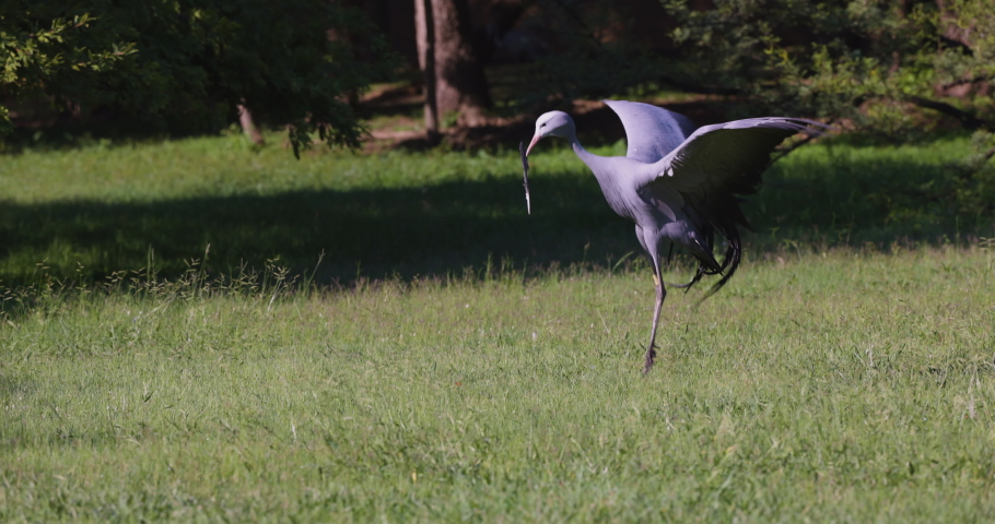 beautiful magnificent blue crane mating dance Stock Footage Video (100% ...