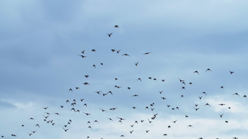 Multitude of Birds Flying By Stock Footage Video (100% Royalty-free ...