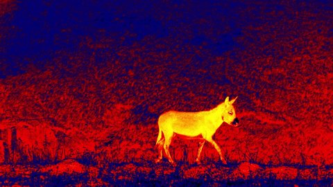 Infrared animal Stock Video Footage - 4K and HD Video Clips | Shutterstock