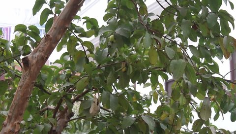Guava tree Stock Video Footage - 4K and HD Video Clips | Shutterstock