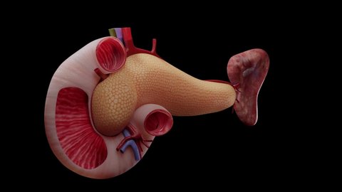 3d Human Pancreas Anatomy Animation Stock Footage Video (100% Royalty ...