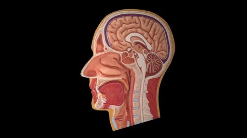 Cross Section Human Head Stock Photo 154760513 | Shutterstock