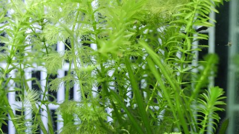 loop-able animation falling marijuana leaves Stock Footage Video (100% ...
