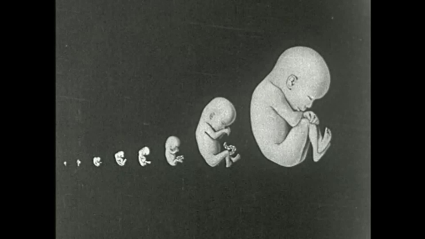 circa 1920s - diagrams illustrate evolution Stock Footage Video (100% ...