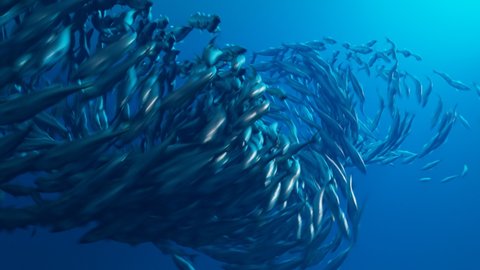 barracudas turning underwater vortex barracuda fish Stock Footage Video ...