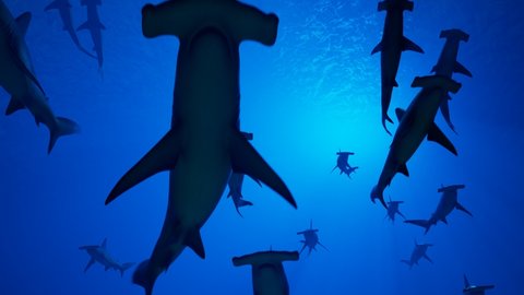 Animation Large Group Hammerhead Sharks Slowly Stock Footage Video (100 ...