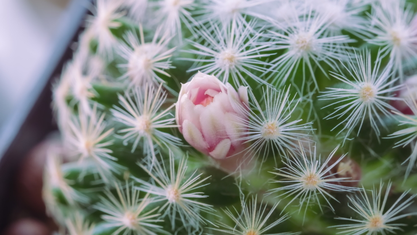 Cactus Flower Names "mammillaria Schiedeana" Stock Footage Video (100% ...