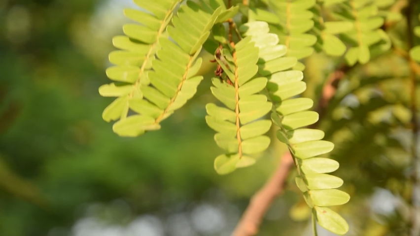 Lead tree seeds Stock Video Footage - 4K and HD Video Clips | Shutterstock
