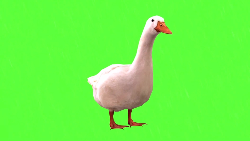 Duck Looking On Green Screen Stock Footage Video (100% Royalty-free ...